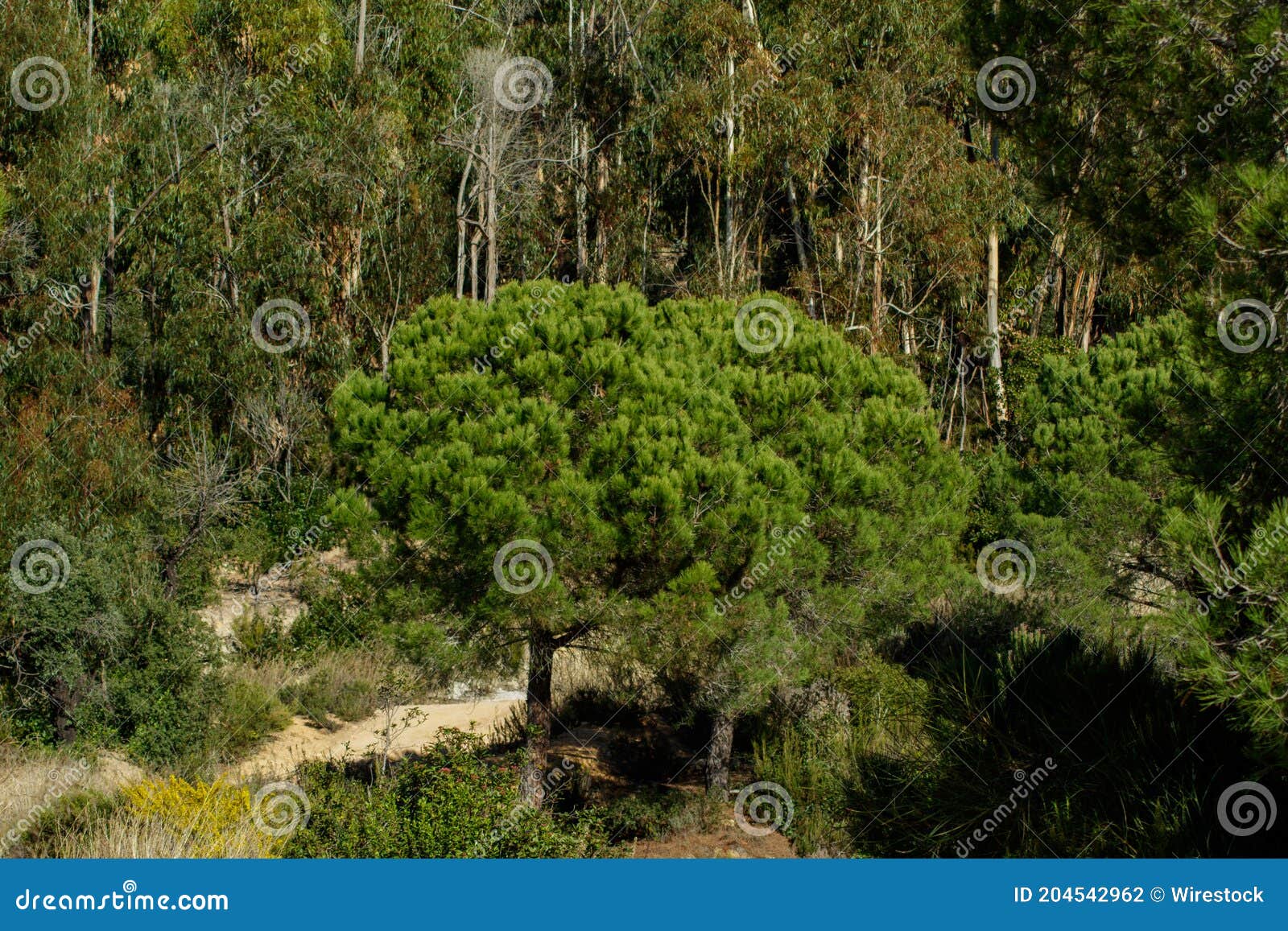 Beautiful View of the Pinus Pine Tree in the Forest Stock Photo - Image ...