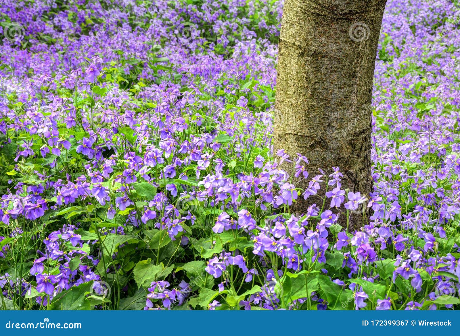 Beautiful View of the Purple Flowers Surrounding the Tree Trunk in ...