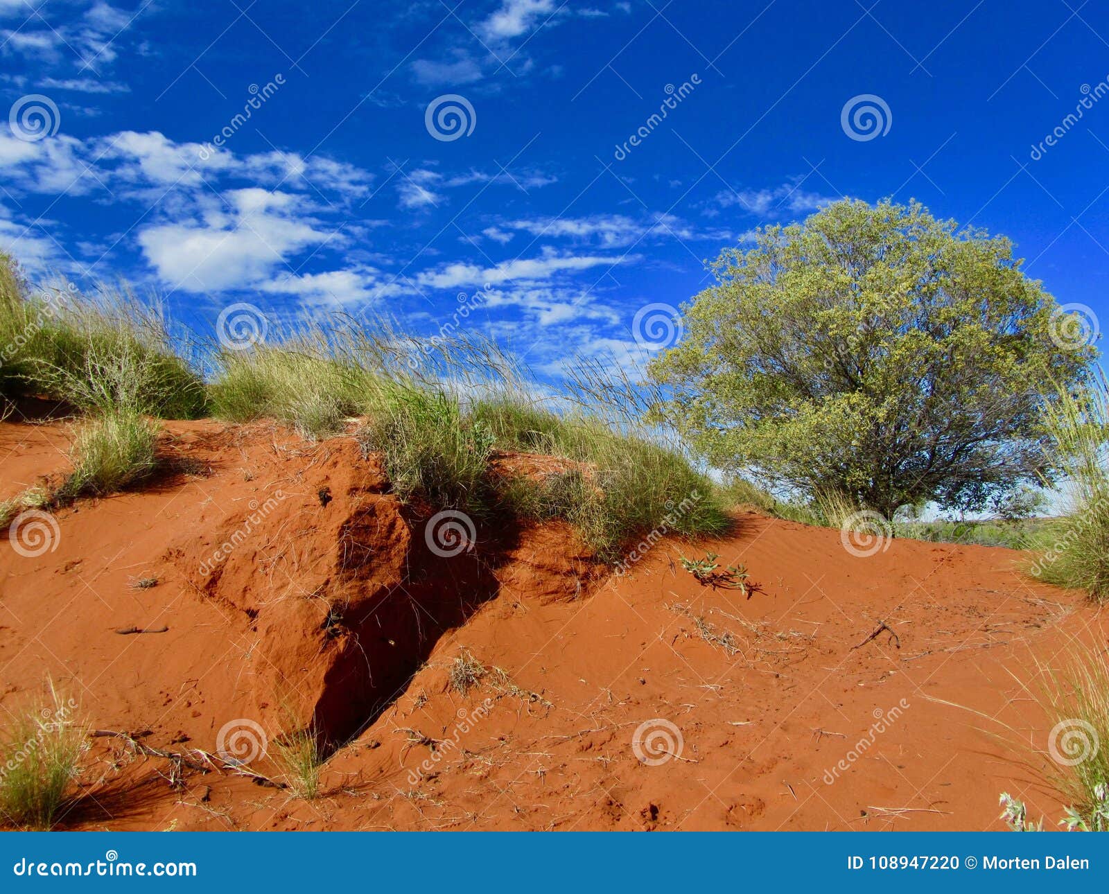 Beautiful View of Red Sand, Trees and Vegetation in the Outback of ...