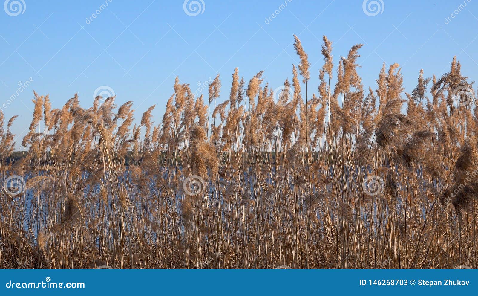 Beautiful View of the Reeds on the Lake Stock Image - Image of russia ...
