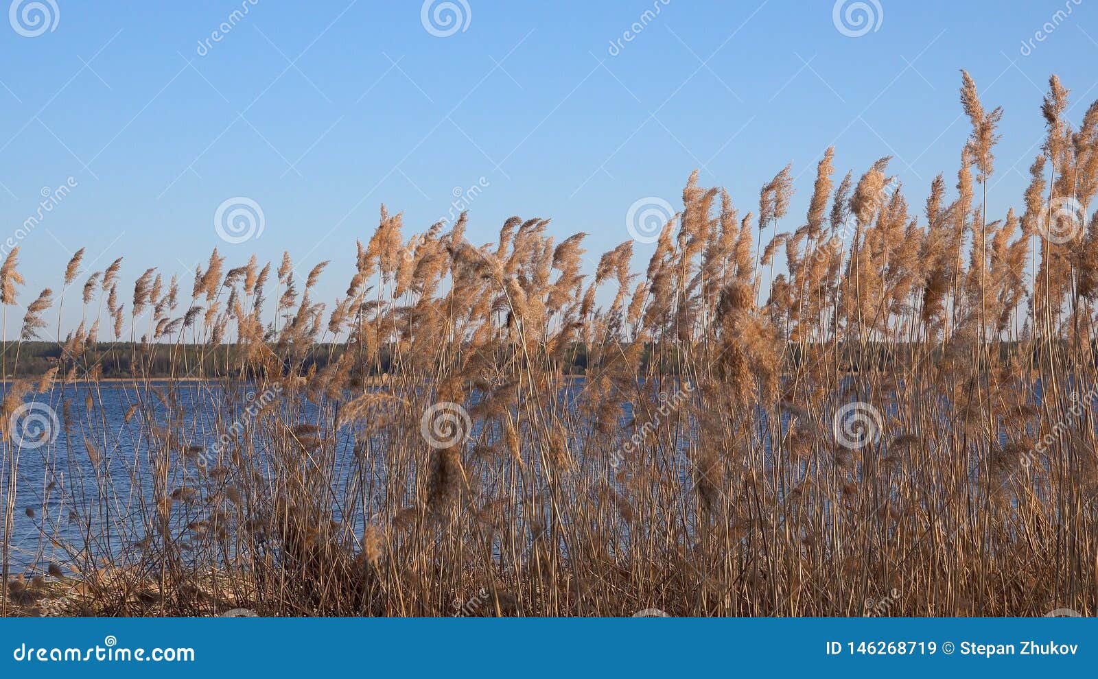 Beautiful View of the Reeds on the Lake Stock Image - Image of europe ...