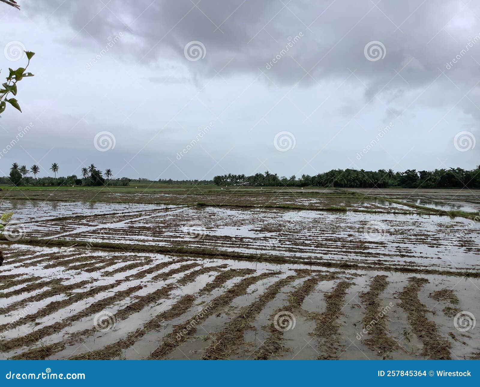 Beautiful View of Rice Field with the Gray Cloudy Skyline Stock Photo ...