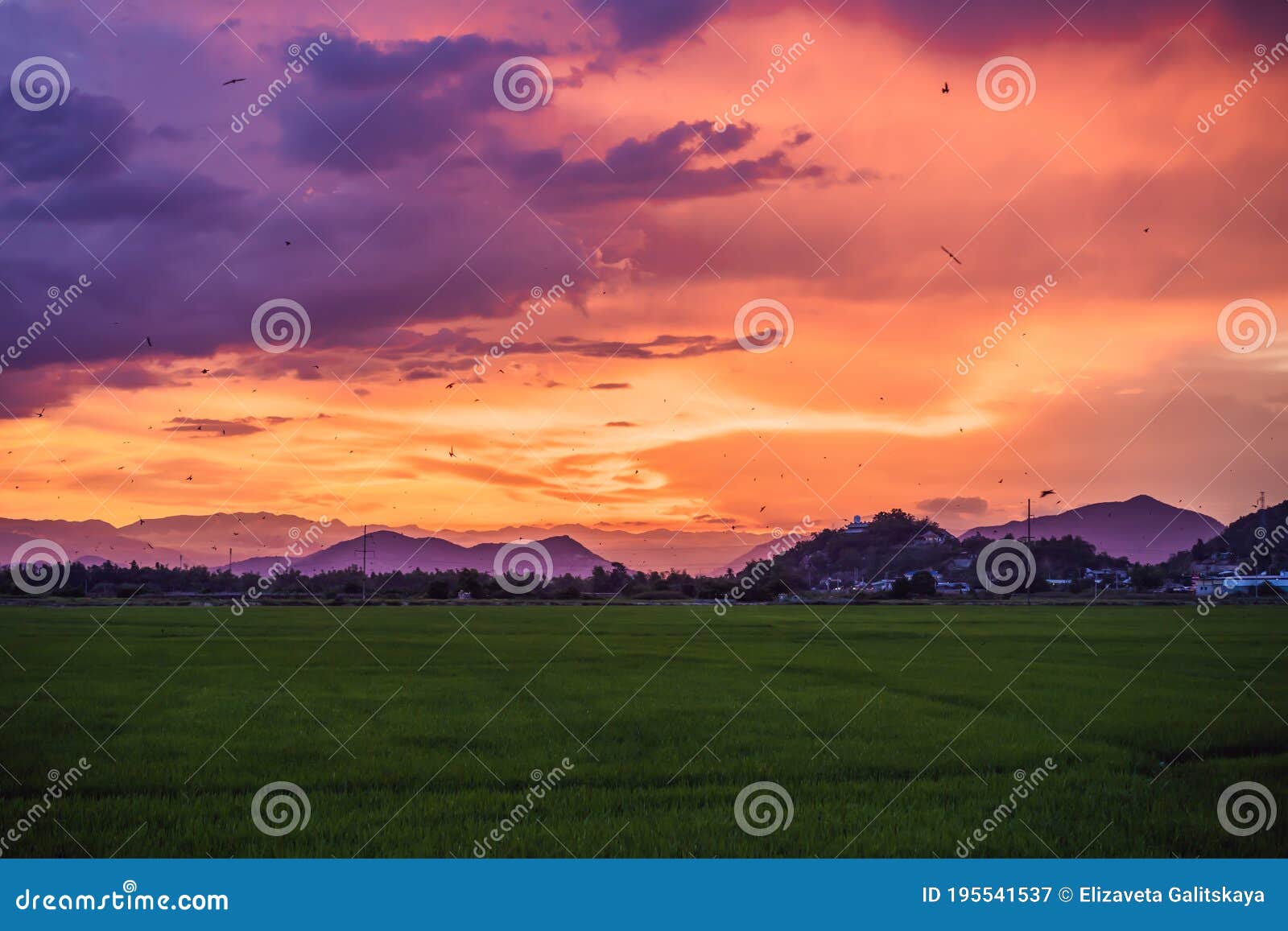 Beautiful View of Rice Paddy Field during Sunset. Nature Composition ...