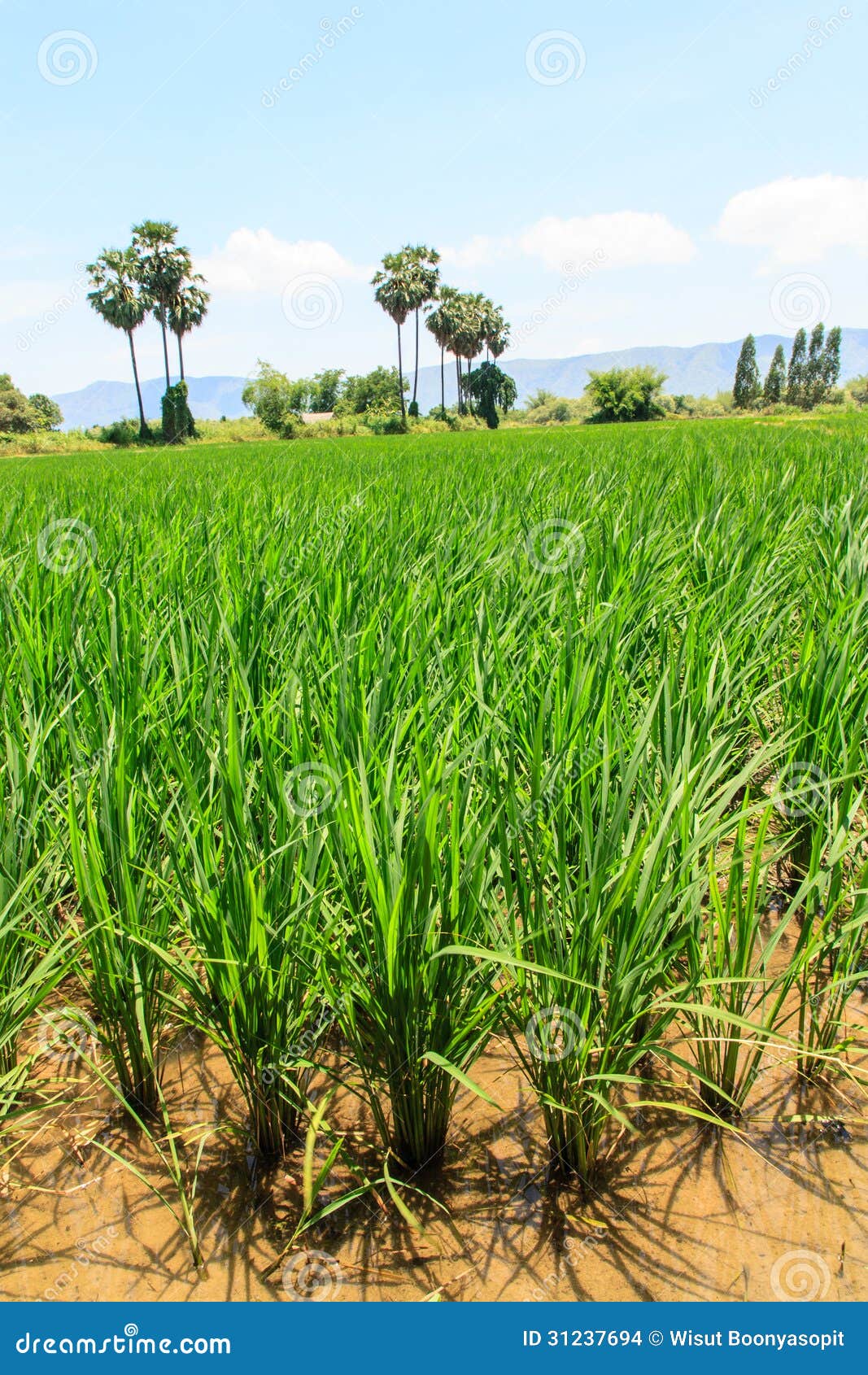 Beautiful View of Rice Plant Stock Photo - Image of asia, nature: 31237694