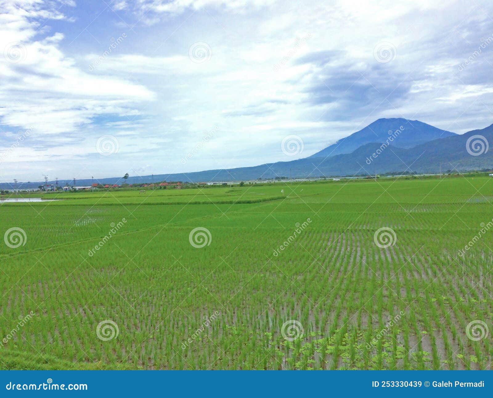 Beautiful View of Ricefields in the Countryside Stock Image - Image of ...