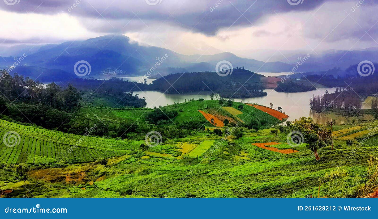 Beautiful View of the River Crossing the Evergreen Tea Plantations ...
