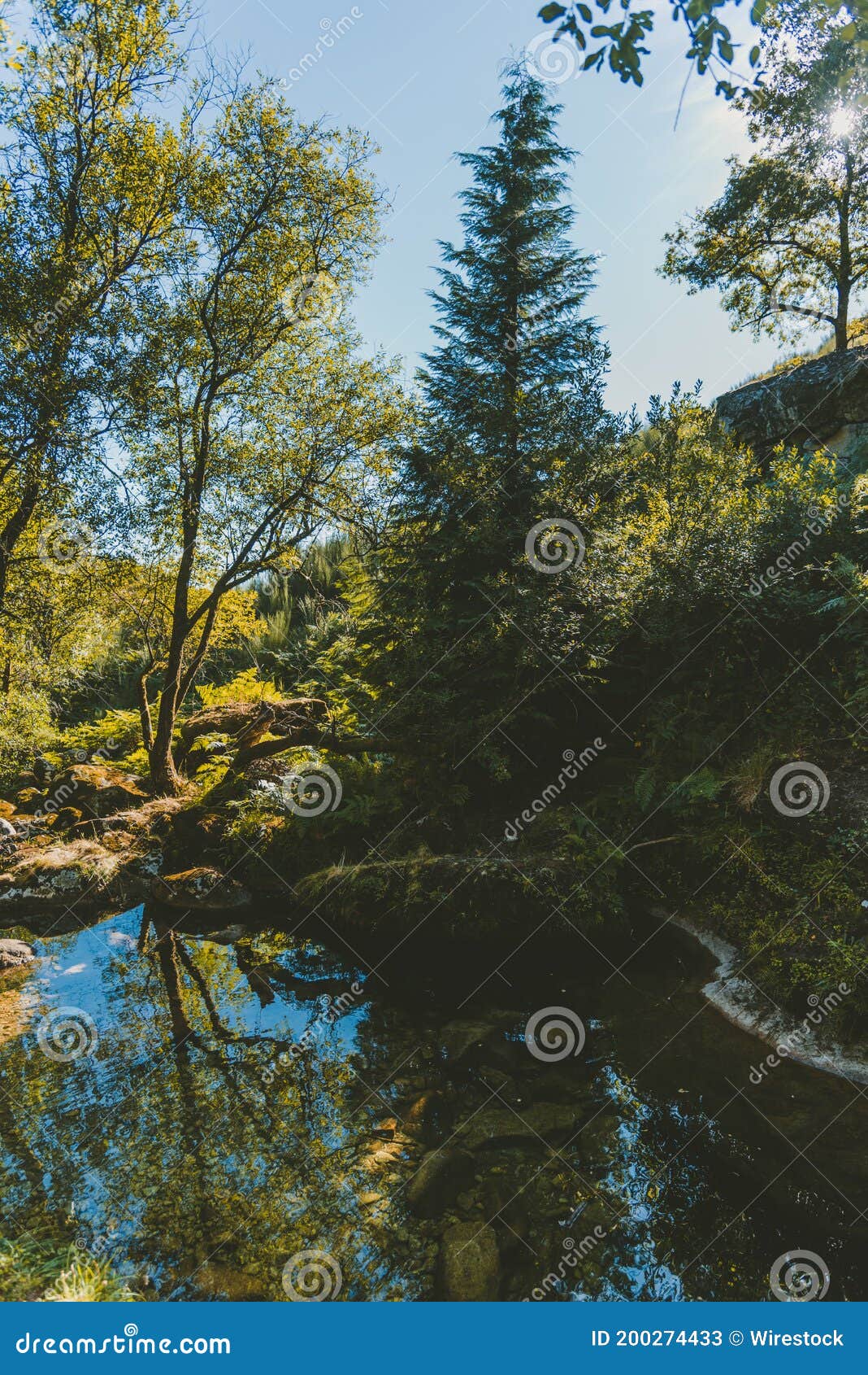 Beautiful View of a River Flowing through a Forest Stock Image - Image ...