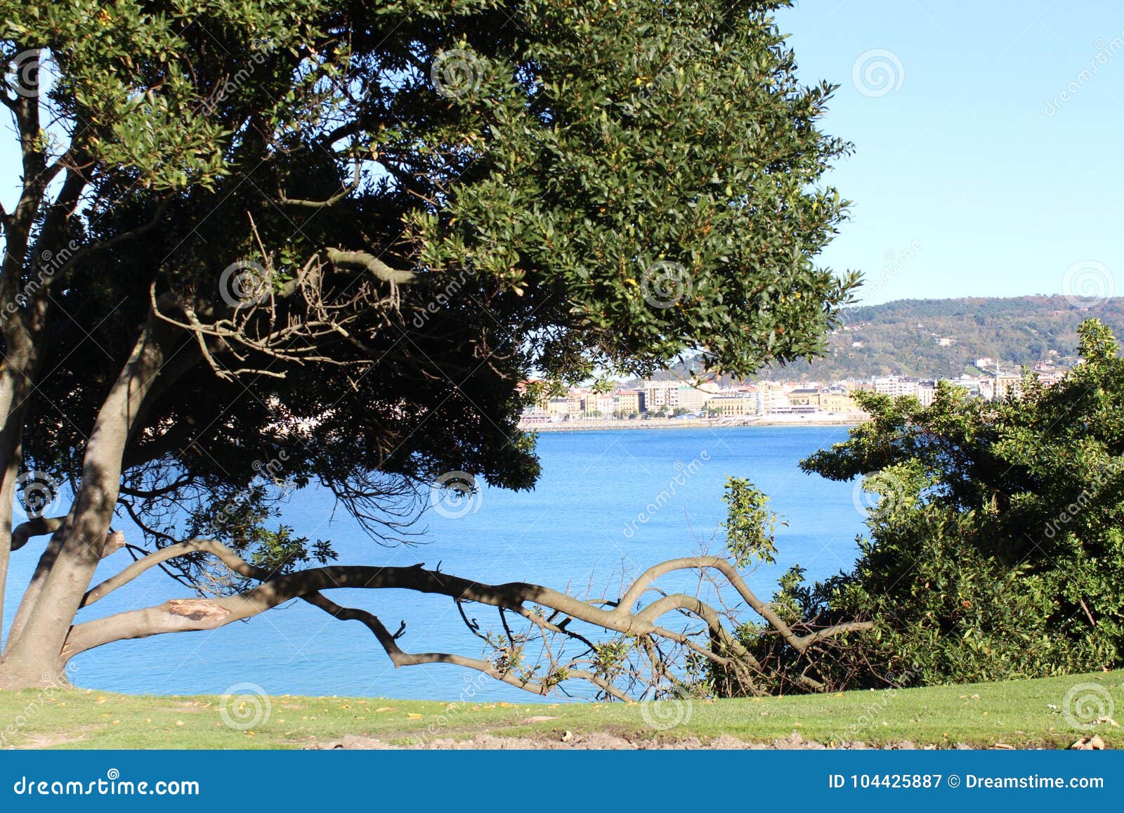Beautiful View of Sea from Inside the Tree Stock Image - Image of ...
