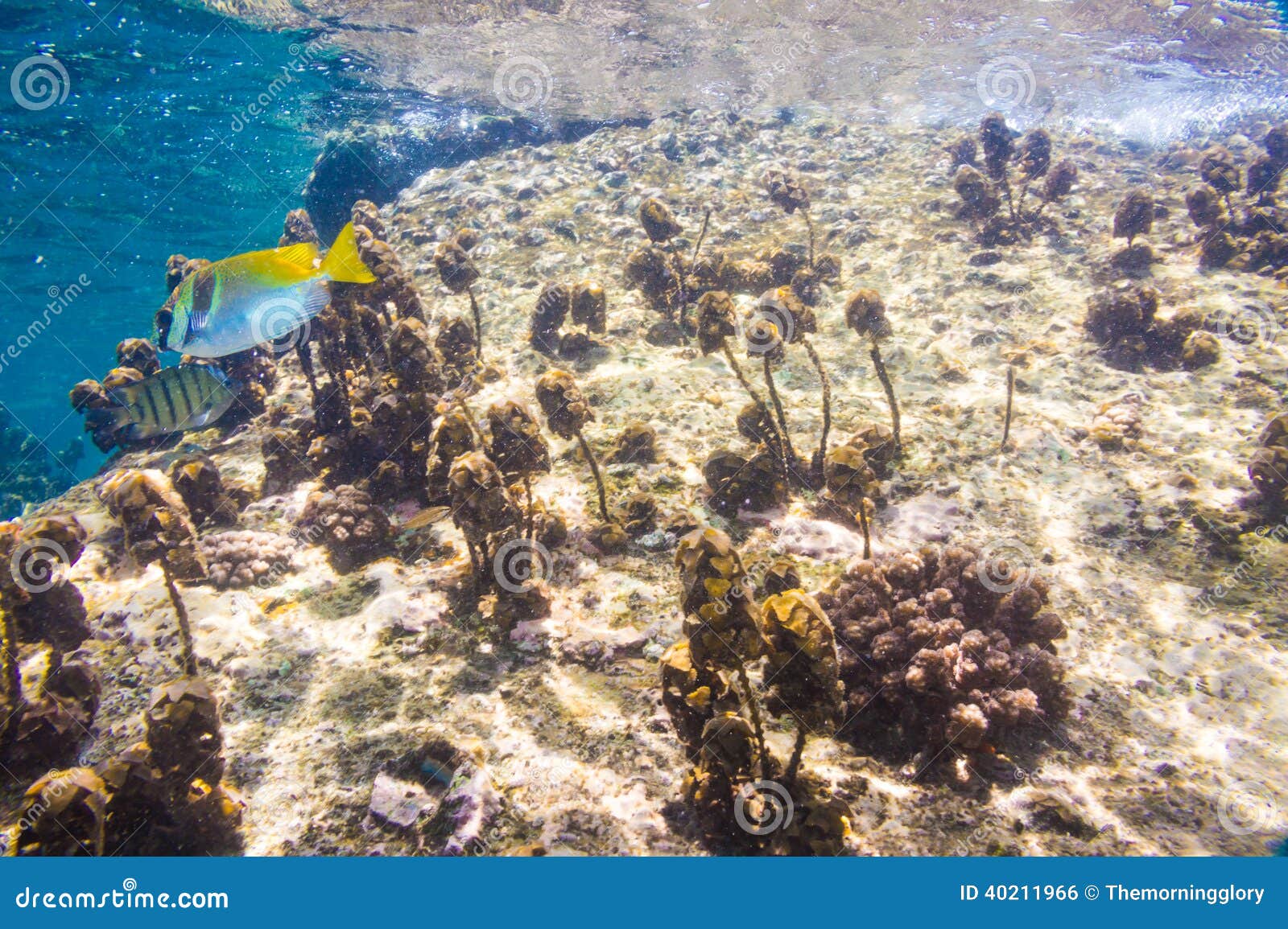 Beautiful view of sea life stock photo. Image of anthias - 40211966