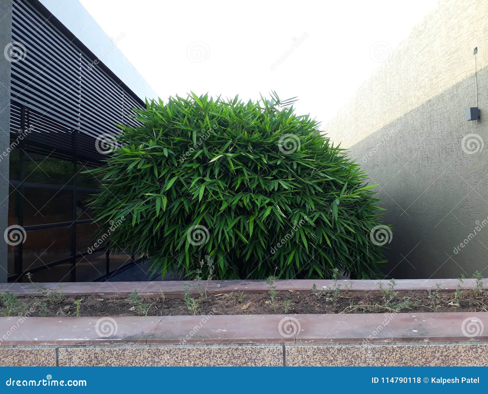 A View of a Set of Green Bamboo Stock Photo - Image of nice, bamboo ...