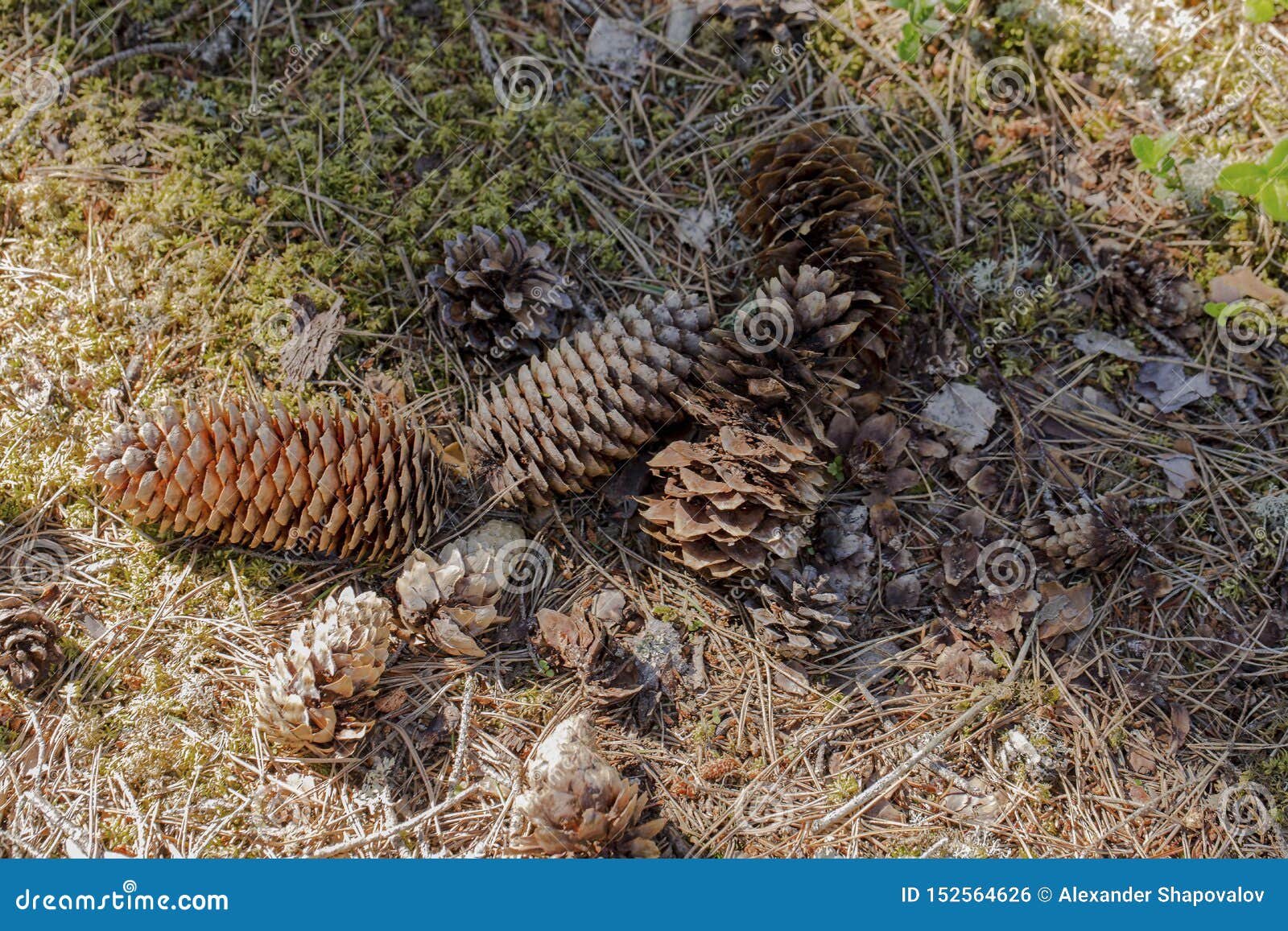 Beautiful View of Several Pine Cones of Different Sizes and Forms ...