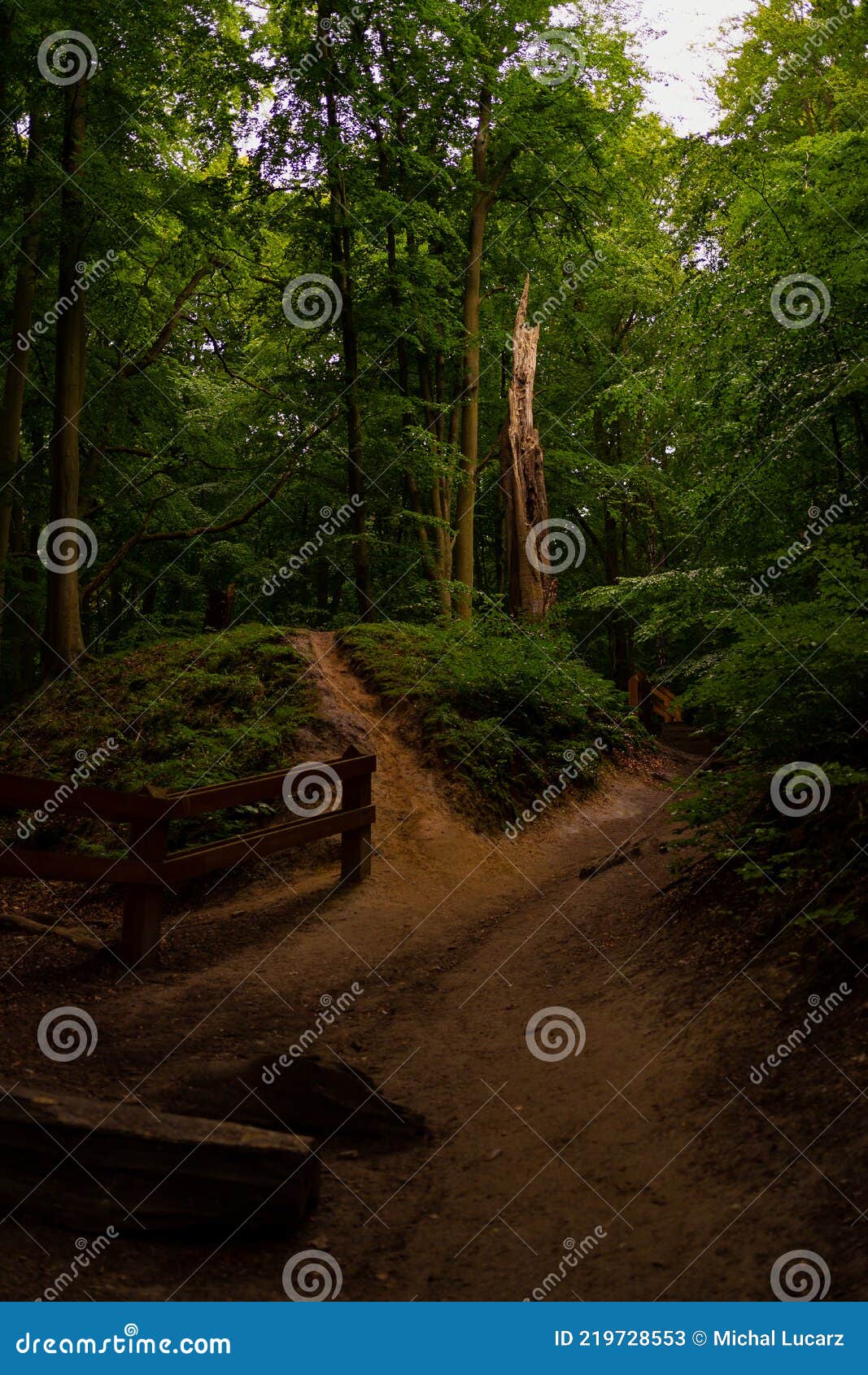 Beautiful View in a Shaded Place Stock Image - Image of light, path ...