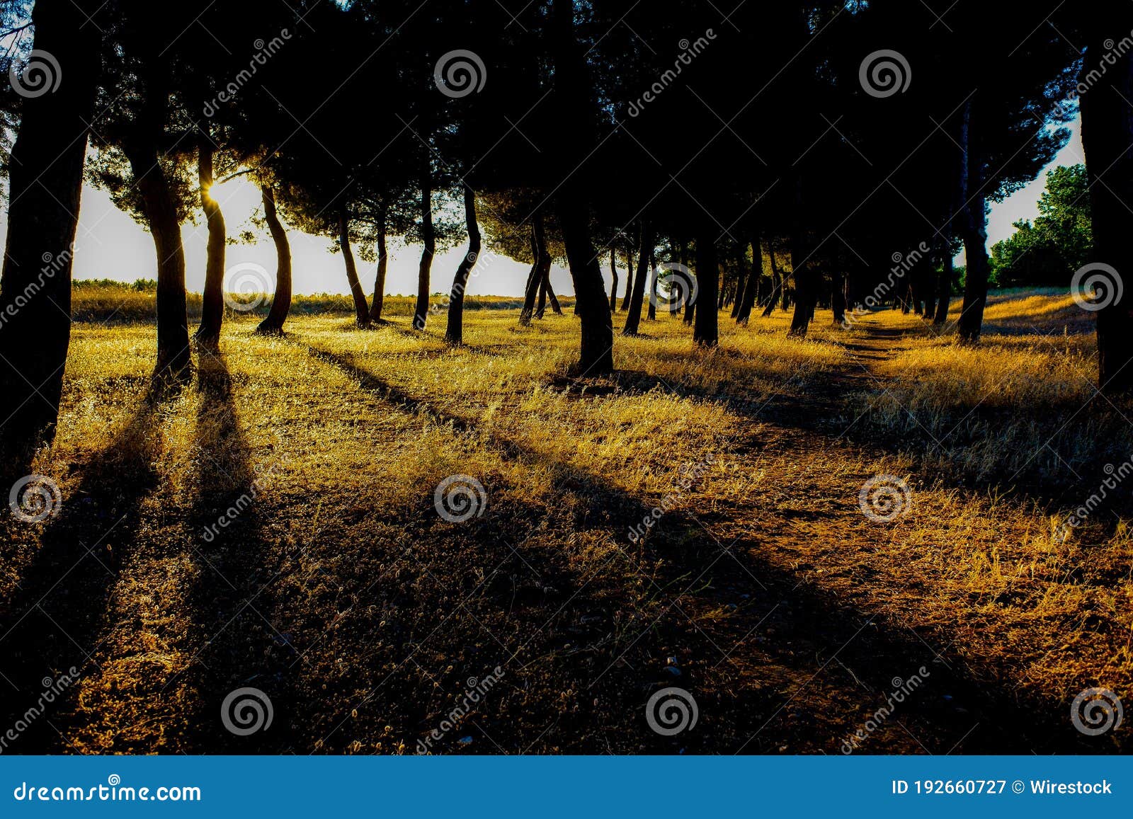 The Shadow Of The Trees On The Pavement, Background Stock Photography ...