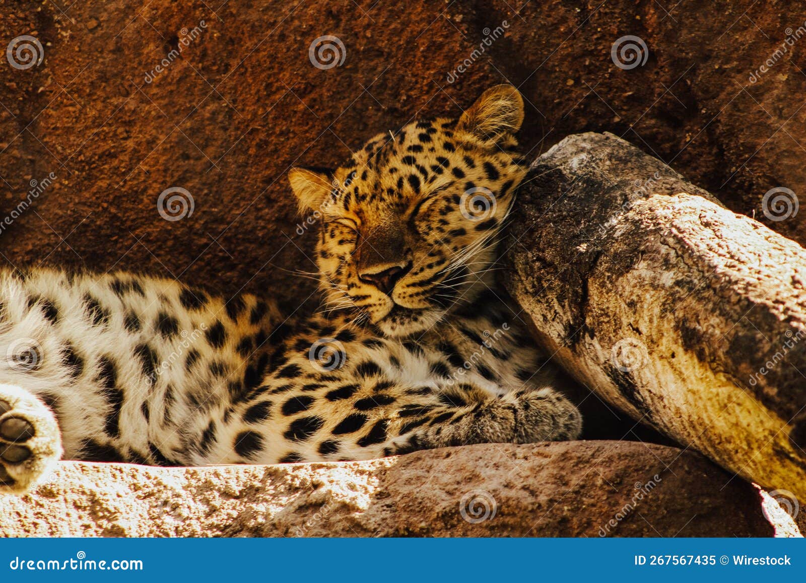 Beautiful View of a Sleeping Far Eastern Baby Leopard Stock Image ...
