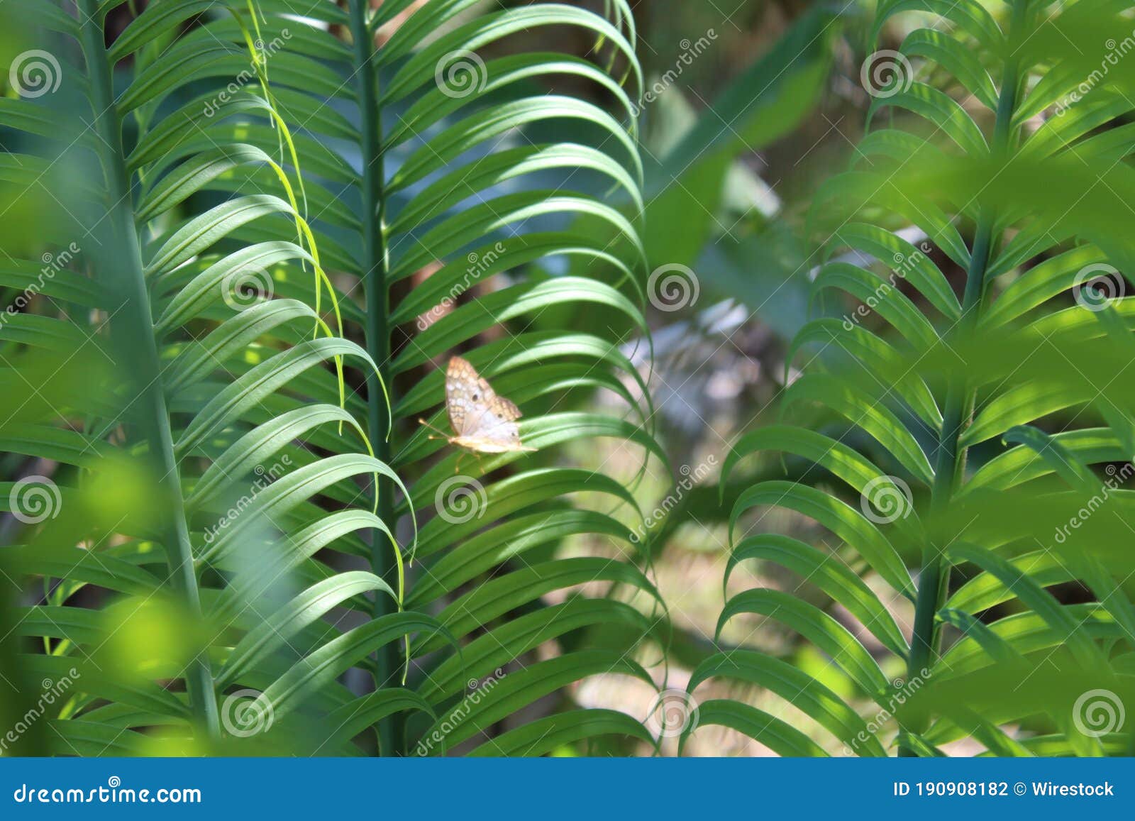 Beautiful View of a Small Flying Butterfly on Nature Background Stock ...