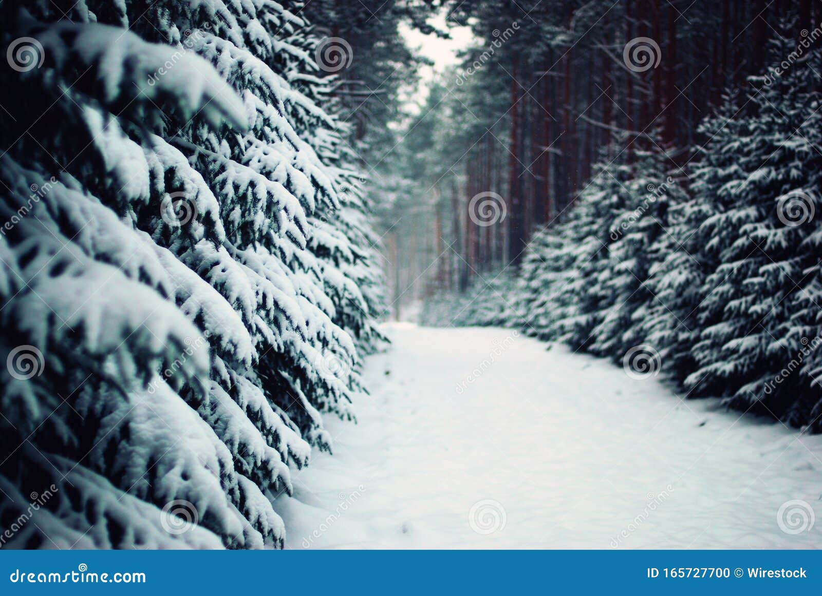 Beautiful View of the Snow Covered Pathway Surrounded by Pine Trees ...