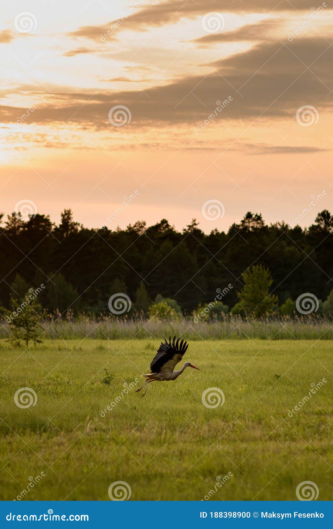 Beautiful View of Stork Soaring into the Sky from Green Field Stock ...