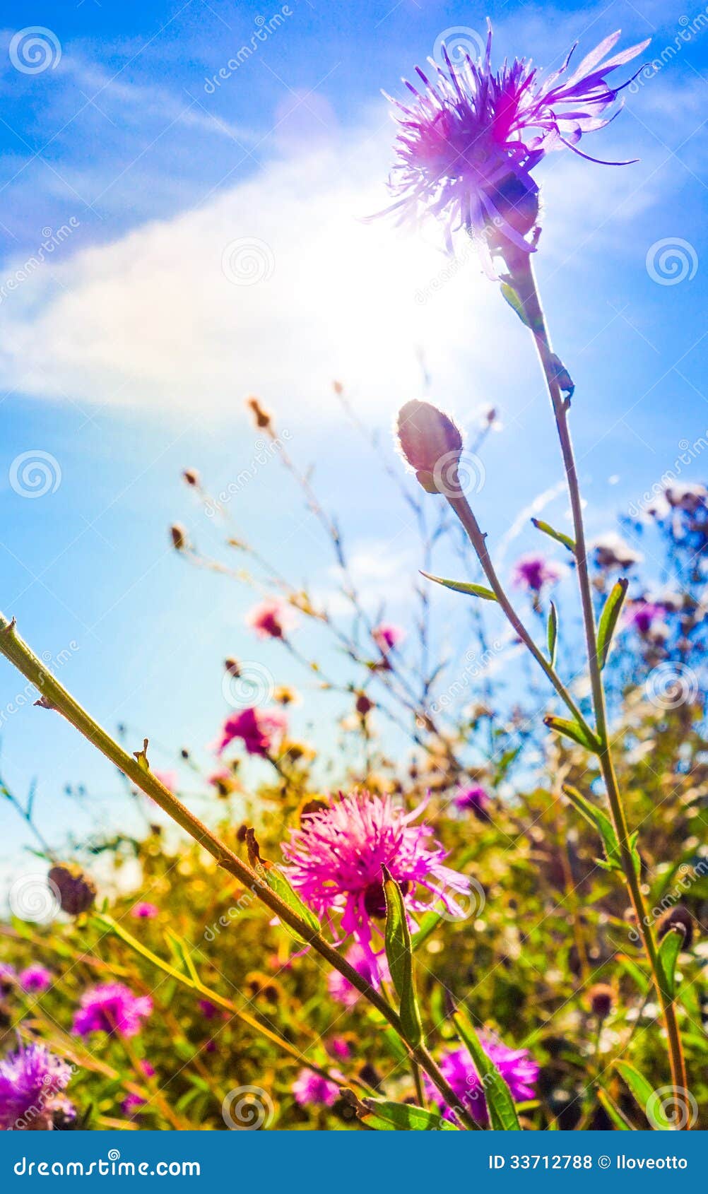 Beautiful View in Summer Flower Stock Photo - Image of growth, garden ...