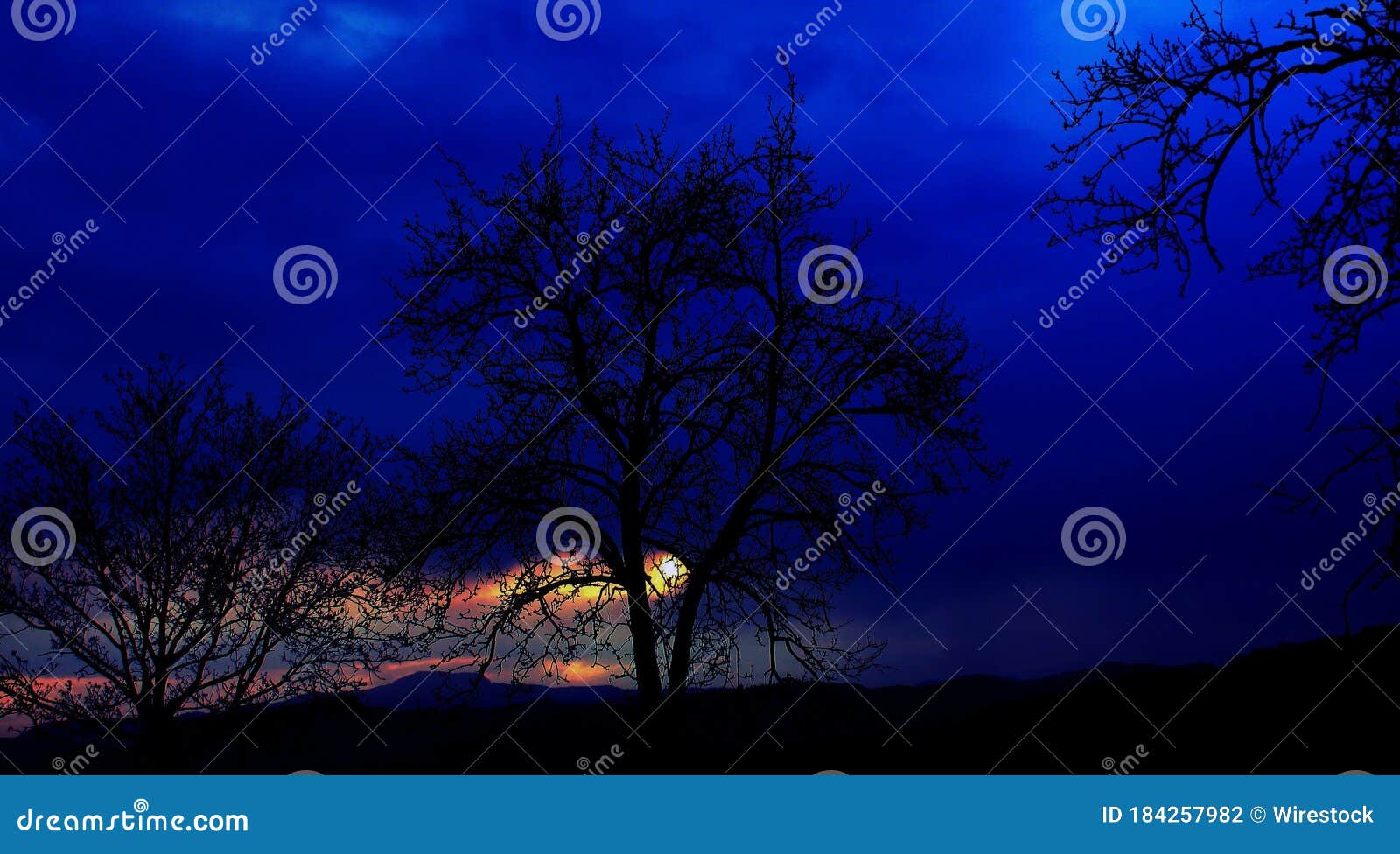 Beautiful View of the Sunset through the Branches of the Tree Stock ...