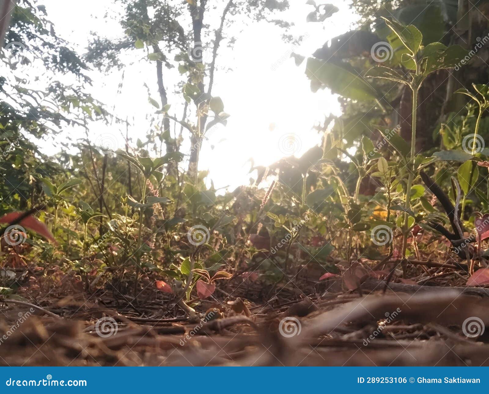 Beautiful View of the Sunset in the Dense Forest Stock Photo - Image of ...