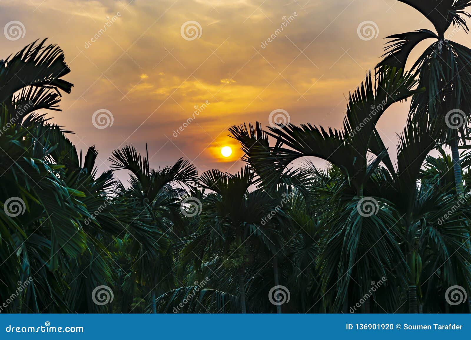 188 Arecanut Tree Stock Photos - Free & Royalty-Free Stock Photos from ...