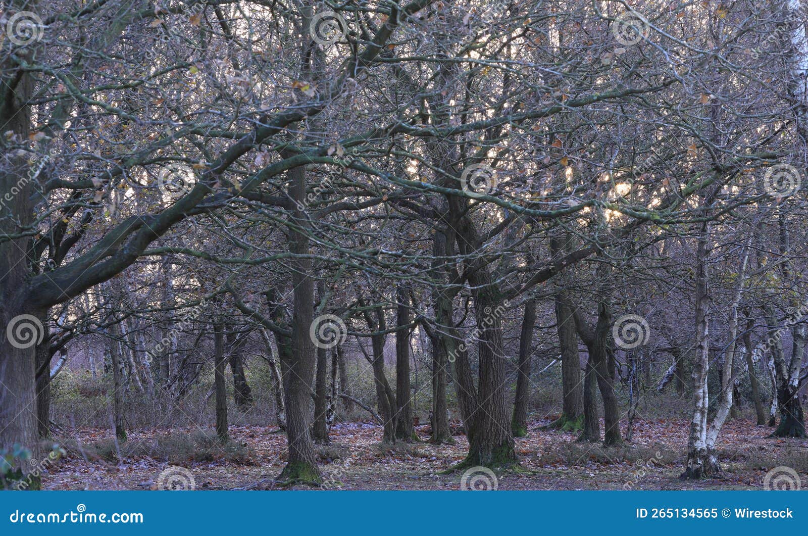 Beautiful View of Sutton Park Captured during Daylight in Birmingham ...
