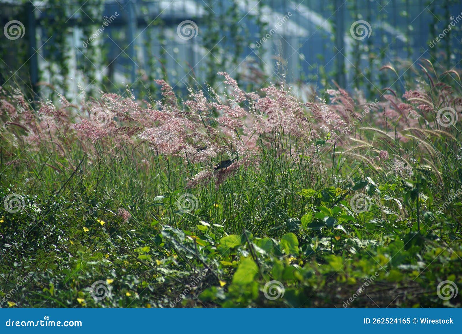 Beautiful View of Sweetgrass in a Field Stock Image - Image of grain ...