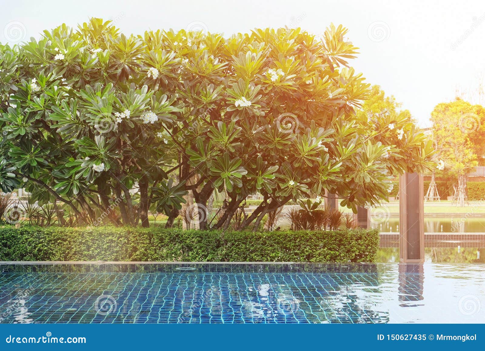 Swimming Pool beside Temple Trees with Effect of Light Stock Image ...