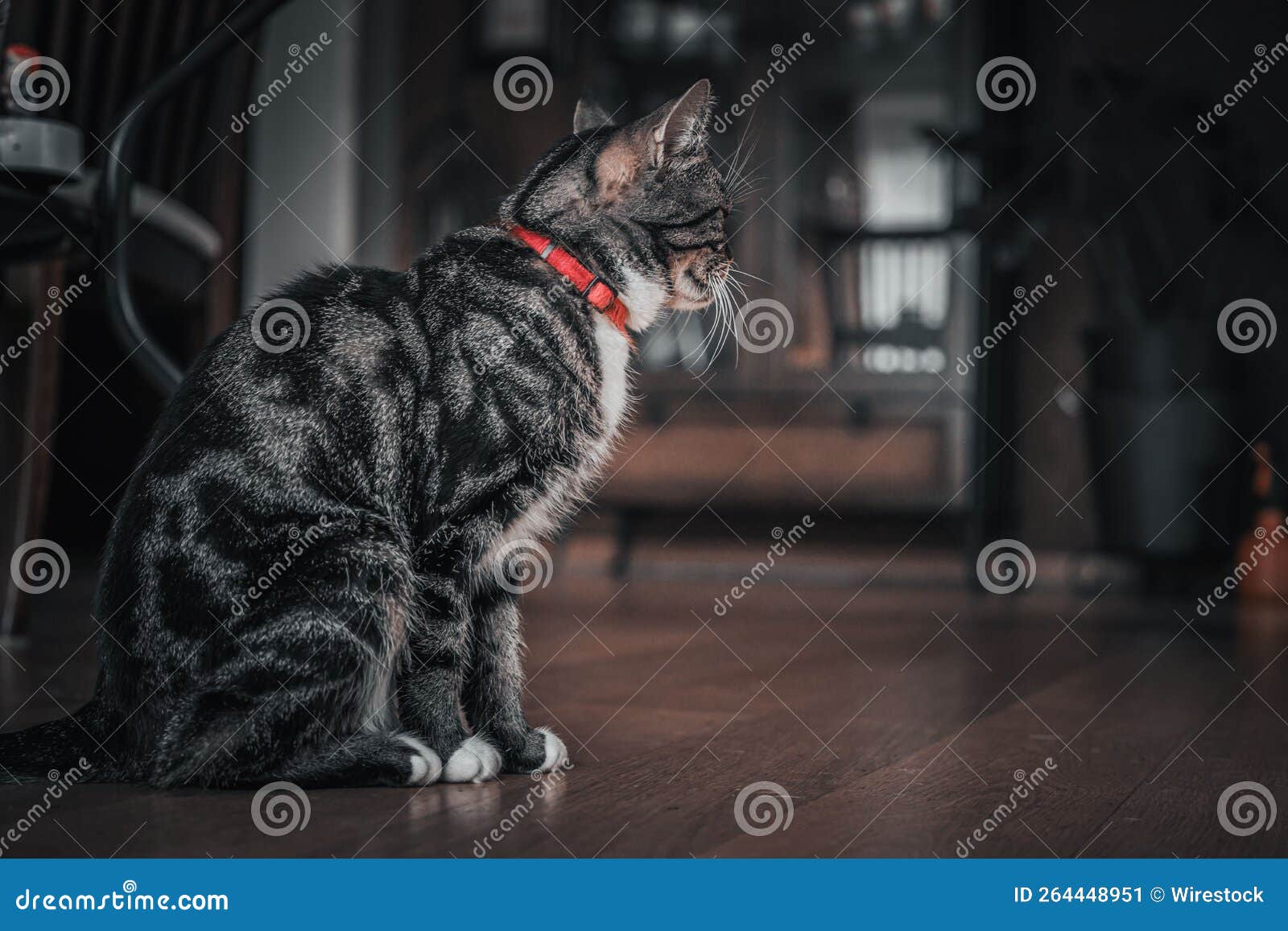 Beautiful View of a Tabby Cat Looking Back. Stock Image - Image of ...