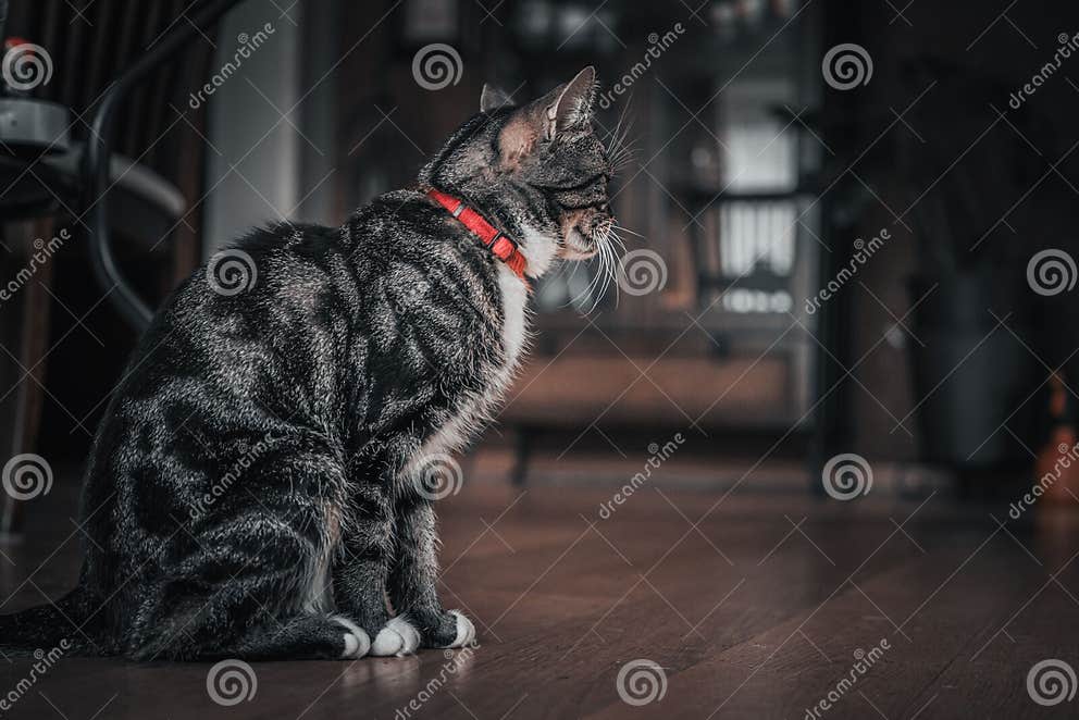 Beautiful View of a Tabby Cat Looking Back. Stock Image - Image of ...