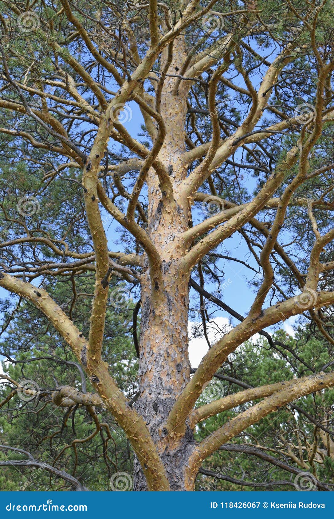 View of Beautiful, Tall, Cedar Pine. Stock Image - Image of tall, blue ...