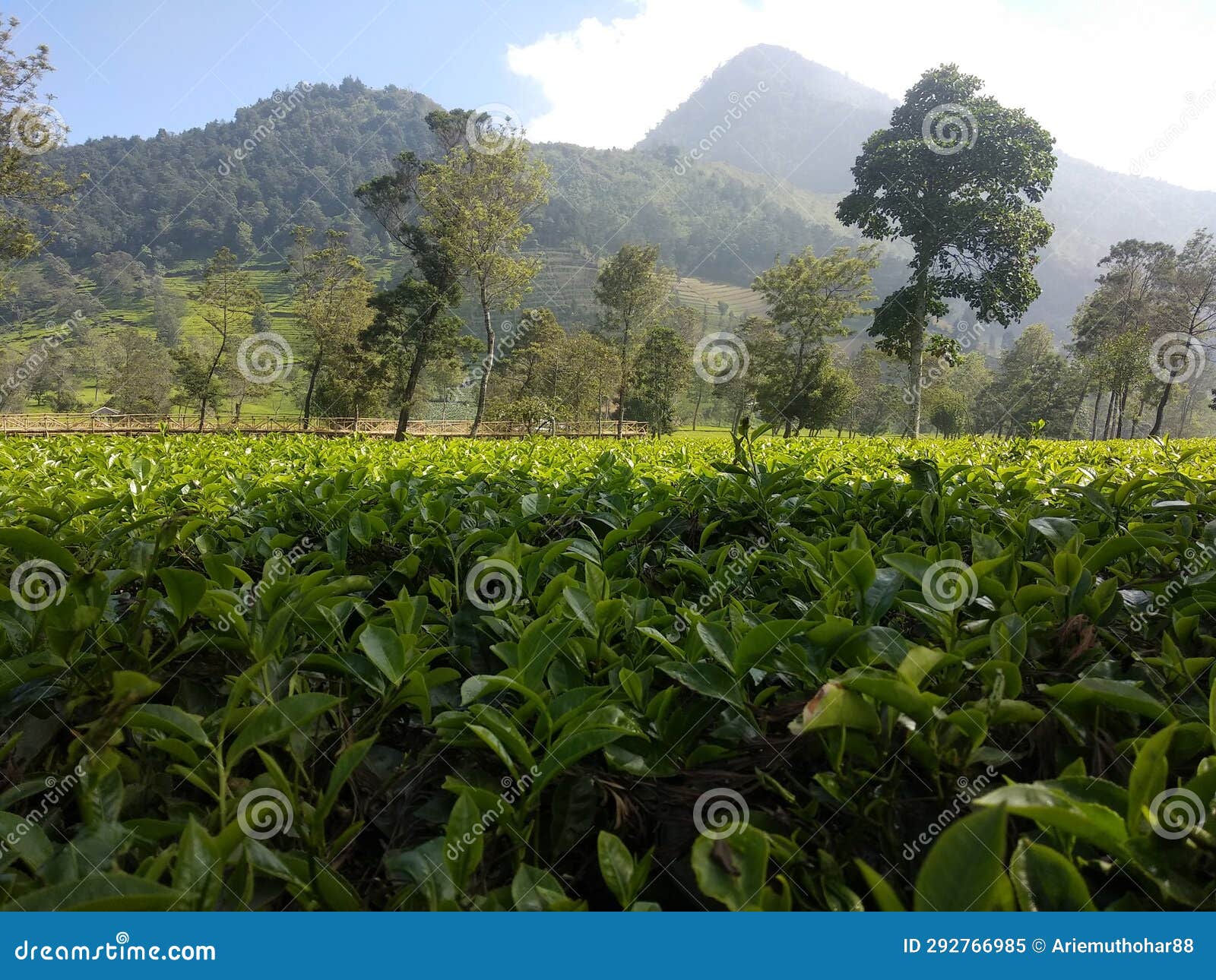Beautiful View in Tambi Garden Tea Wonosobo Stock Image - Image of ...