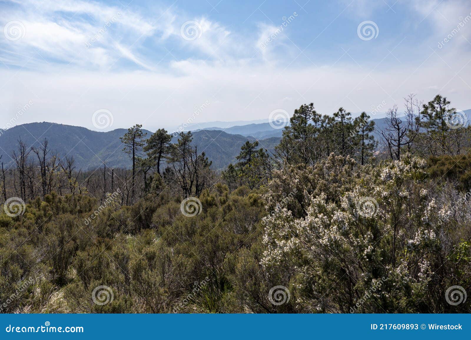 Beautiful View of Thick Forest Full of Trees in the Open Under a Cloudy ...