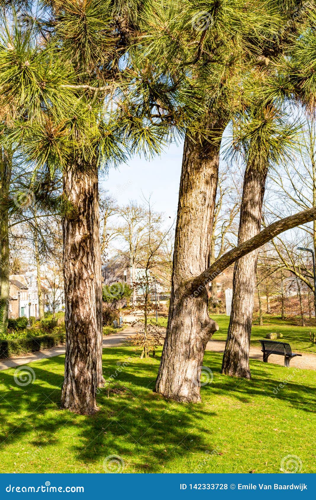 Beautiful View of Three Trunks of Trees and Green Grass between Two ...