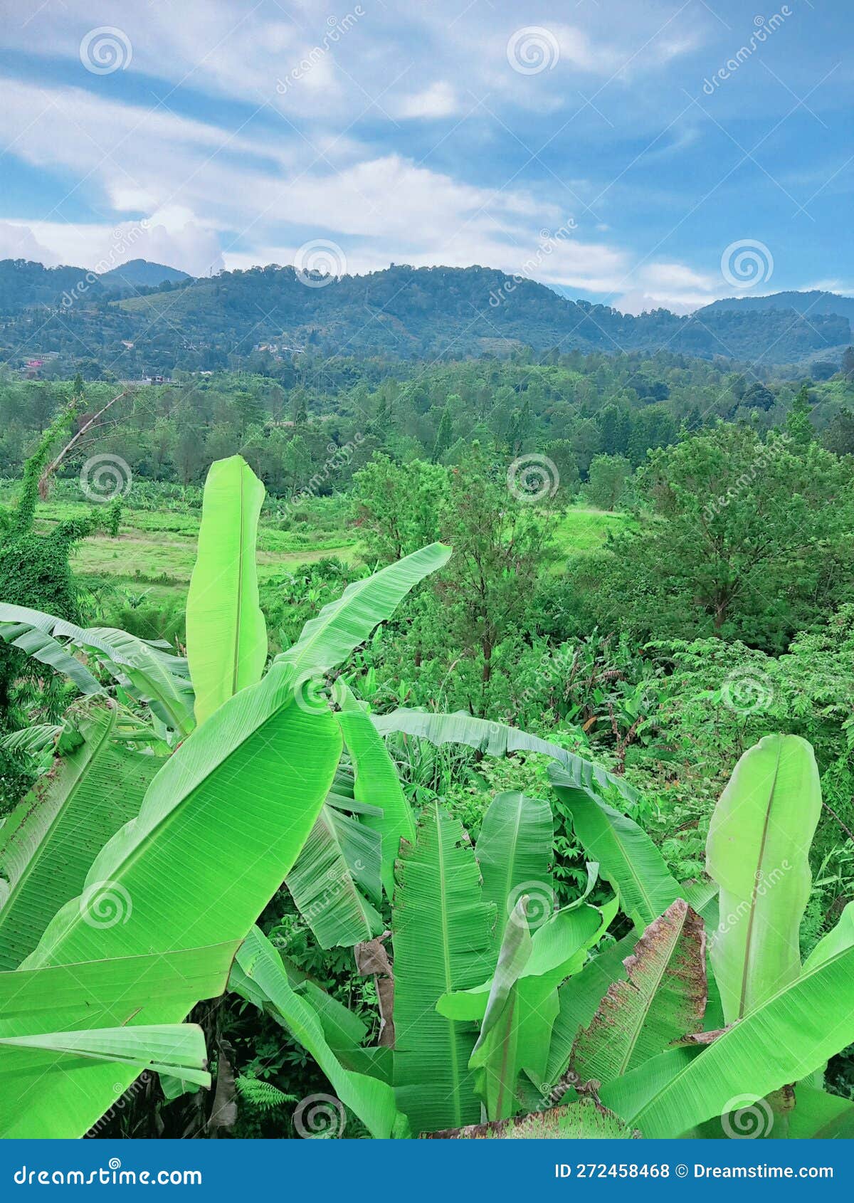 This is the Beautiful View at the Top of Bogor Cisarua Stock Photo ...
