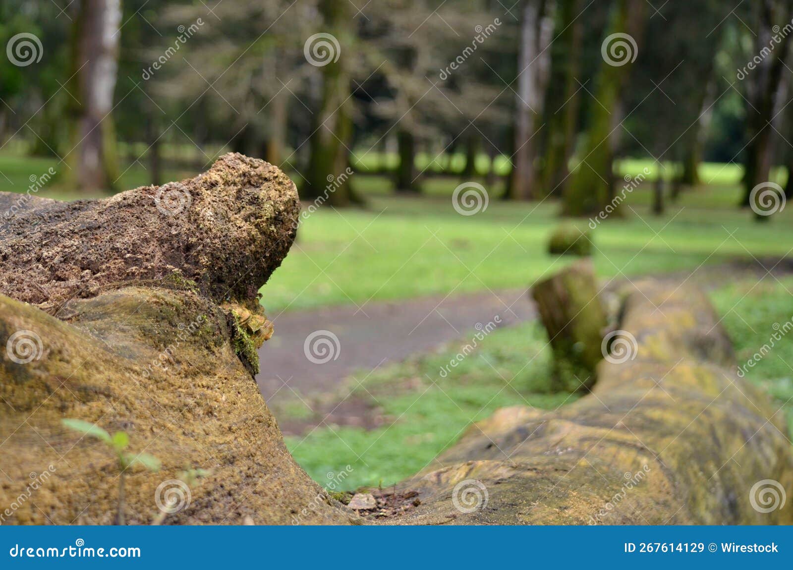 Beautiful View of a Tree Branch in the Forest Stock Image - Image of ...