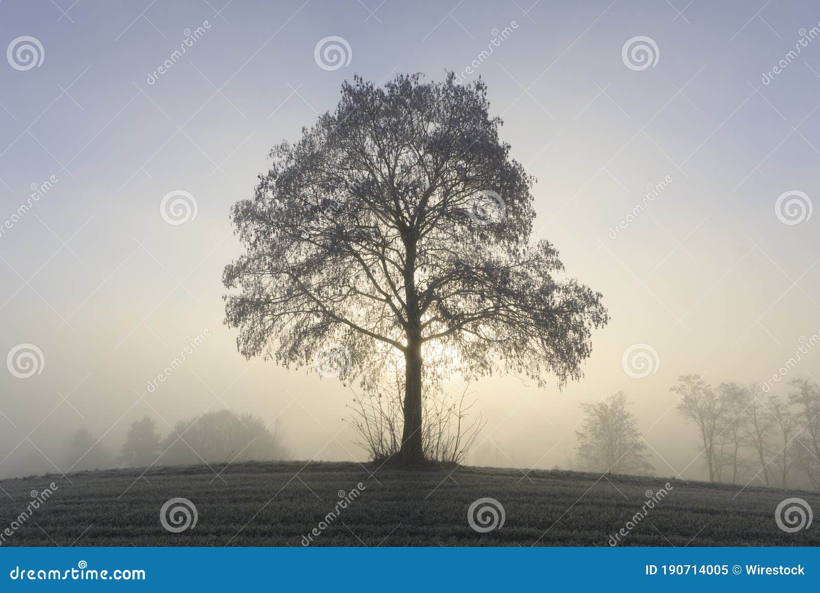 Beautiful View of a Tree on the Field during Sunrise Stock Image ...