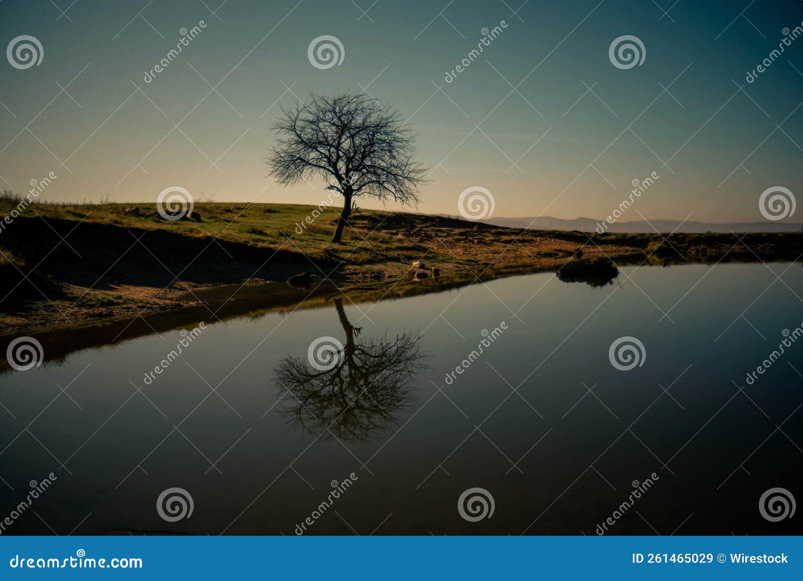 Beautiful View of a Tree in a Lake with Reflection during Sunset Stock ...