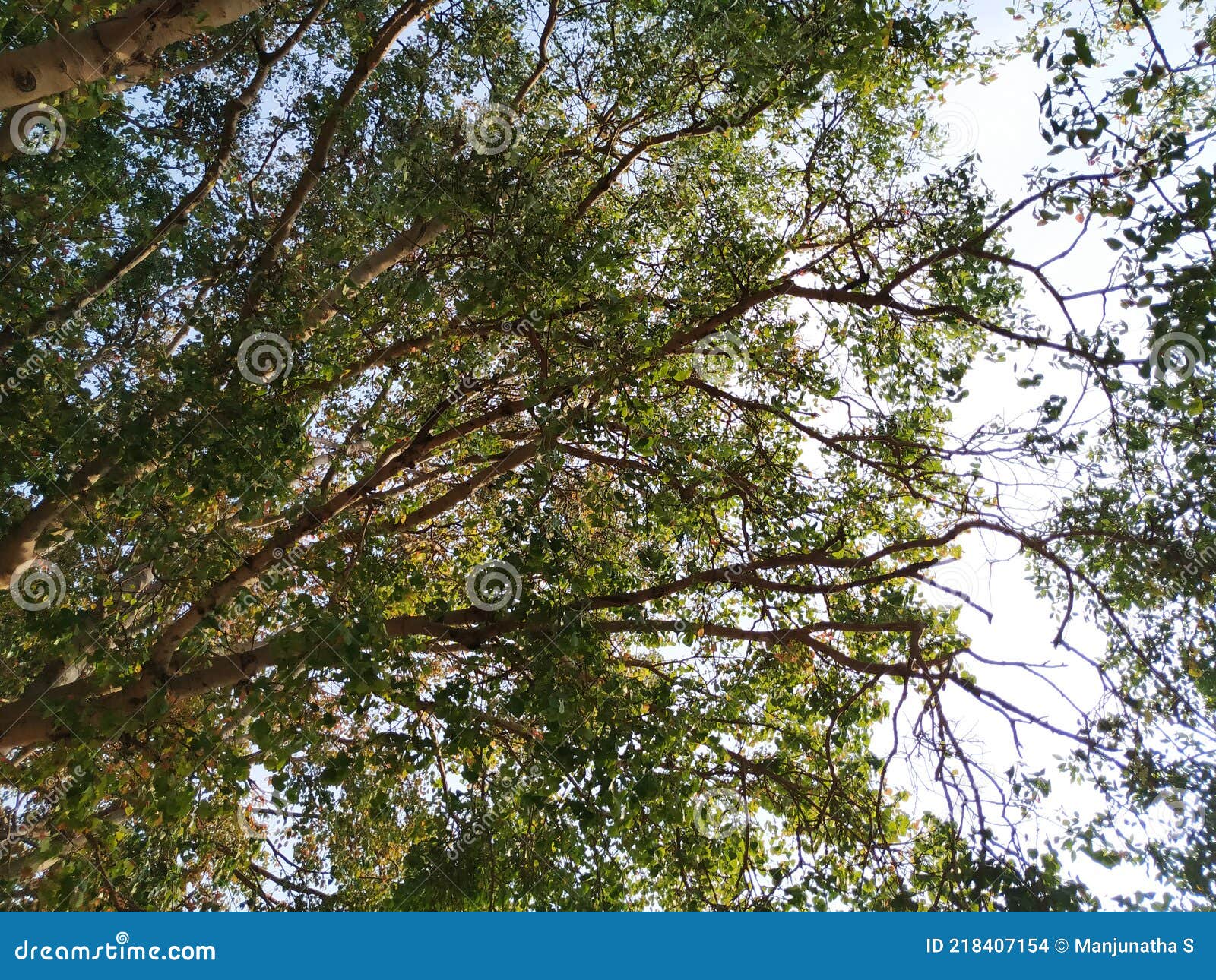 Beautiful View of Tree Leaves Texture from Bottom To Top Angle with Sky ...