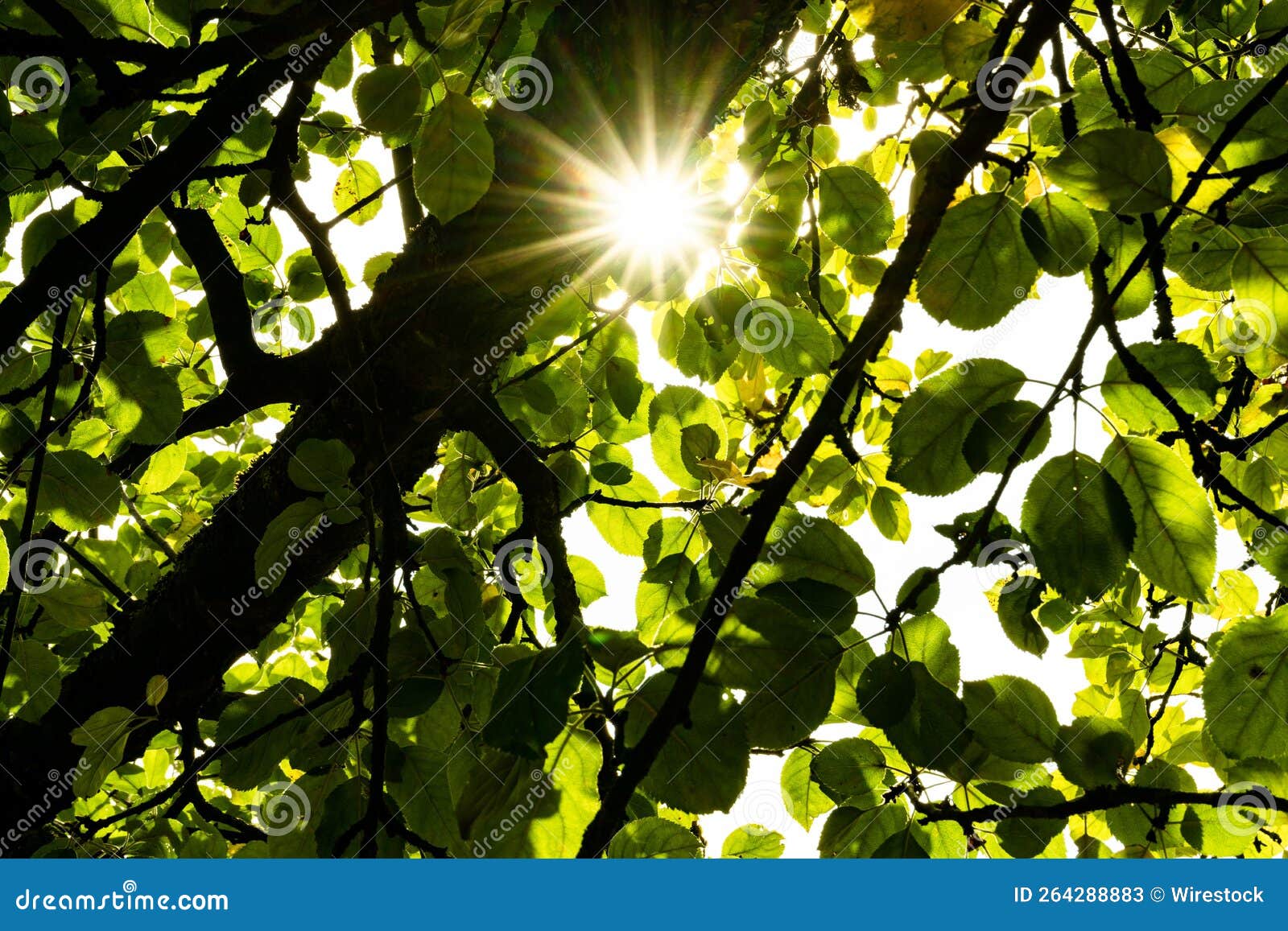 Beautiful View of a Tree with a Sun Rays Bursting through the Branches ...
