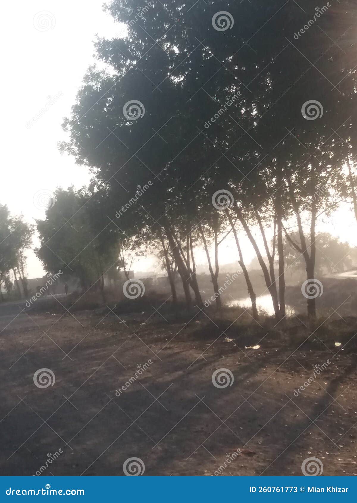 Beautiful View of the Trees Stock Image - Image of trees, mist: 260761773