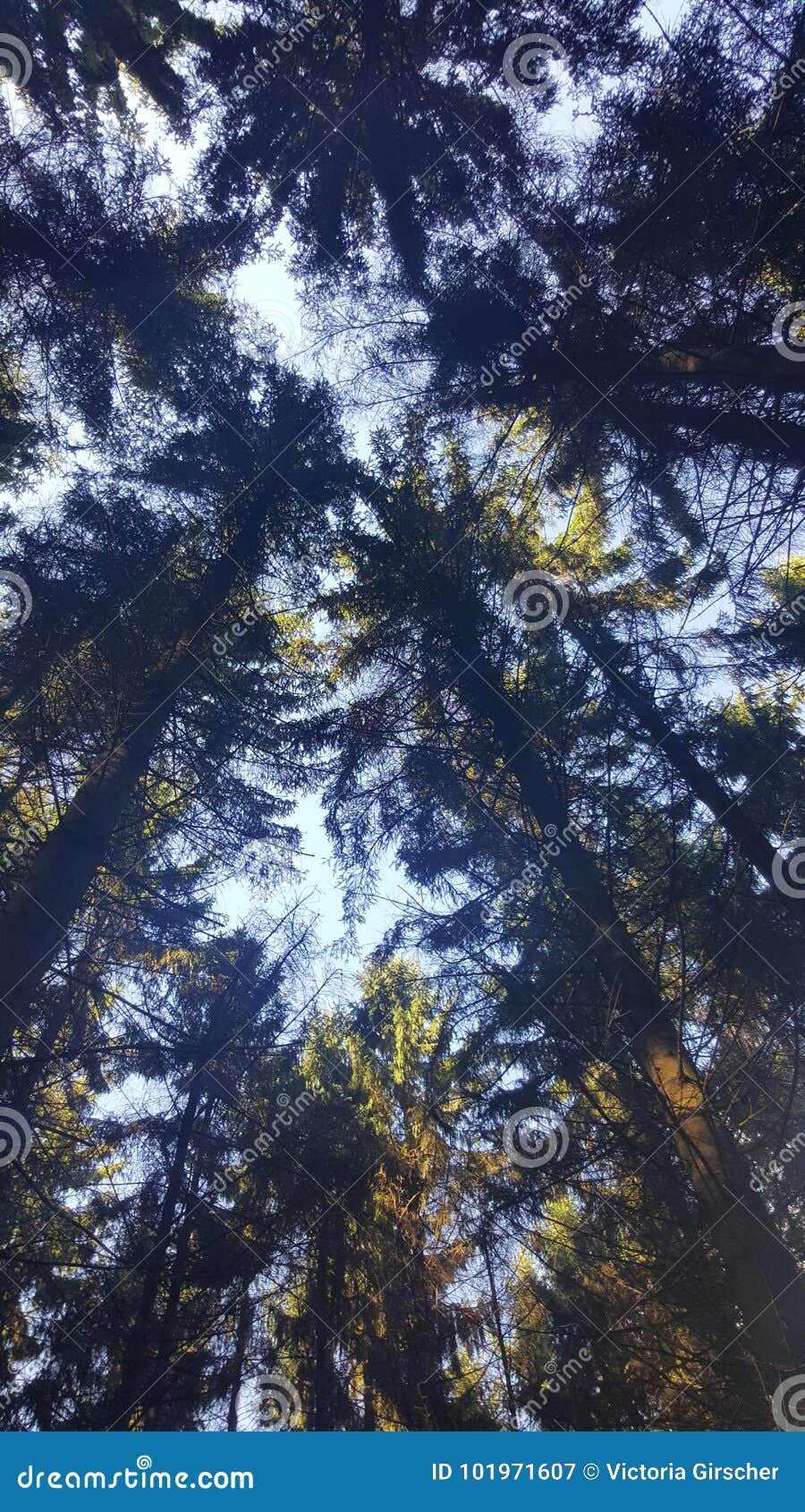 View on the trees stock image. Image of forest, biome - 101971607