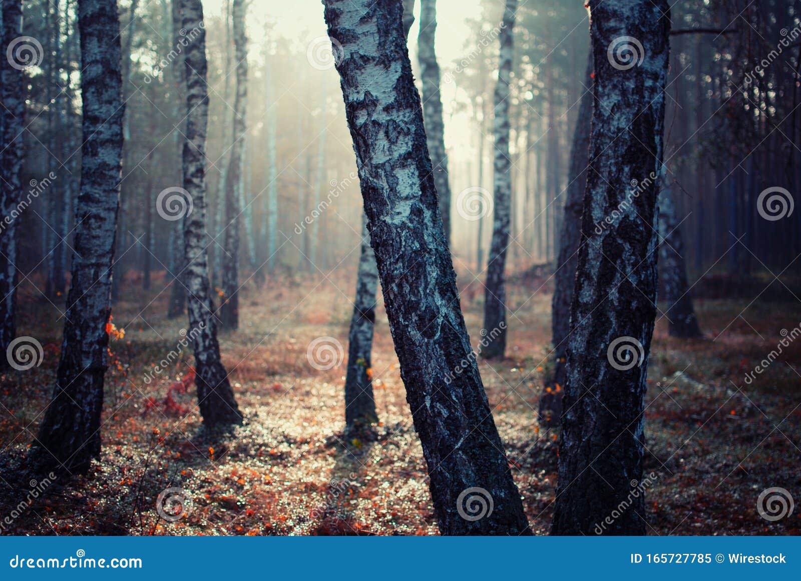 Beautiful View of the Trees Captured in the Middle of the Forest Stock ...
