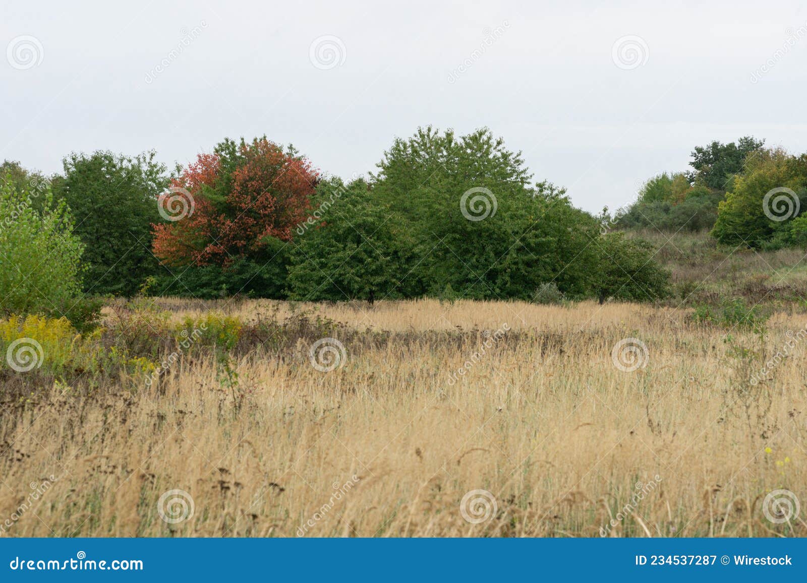 Beautiful View of the Trees in the Field Stock Image - Image of colors ...