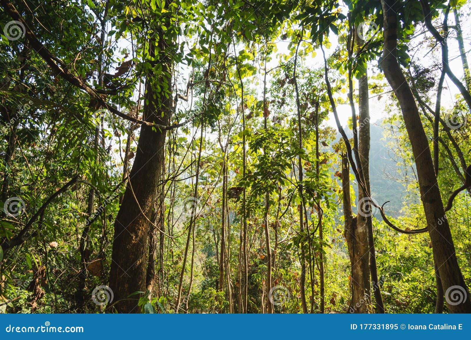 Beautiful View of the Trees Inside a Green Dense Jungle, Laos Stock ...