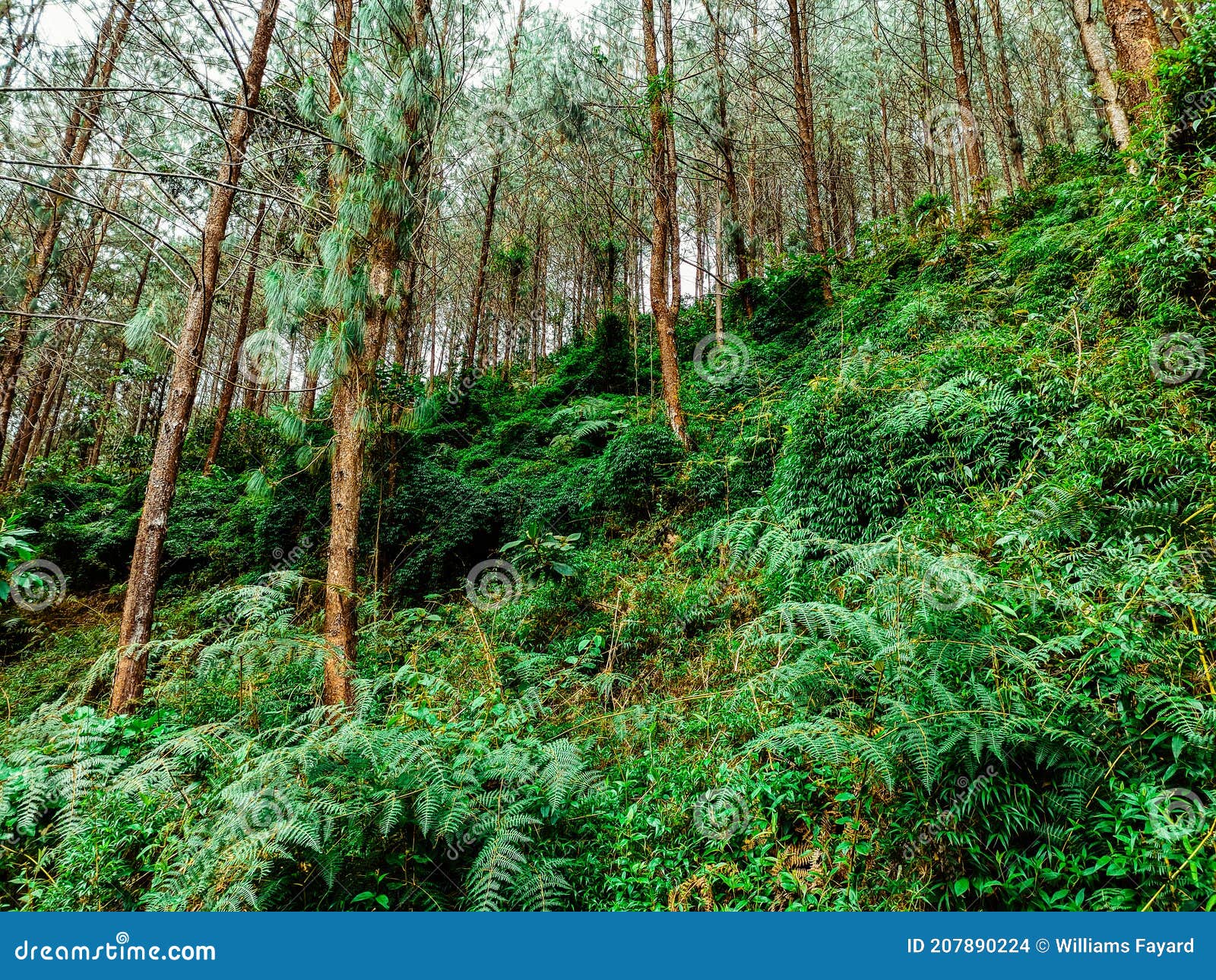 Beautiful View of Trees on a Mountain Stock Photo - Image of calm ...