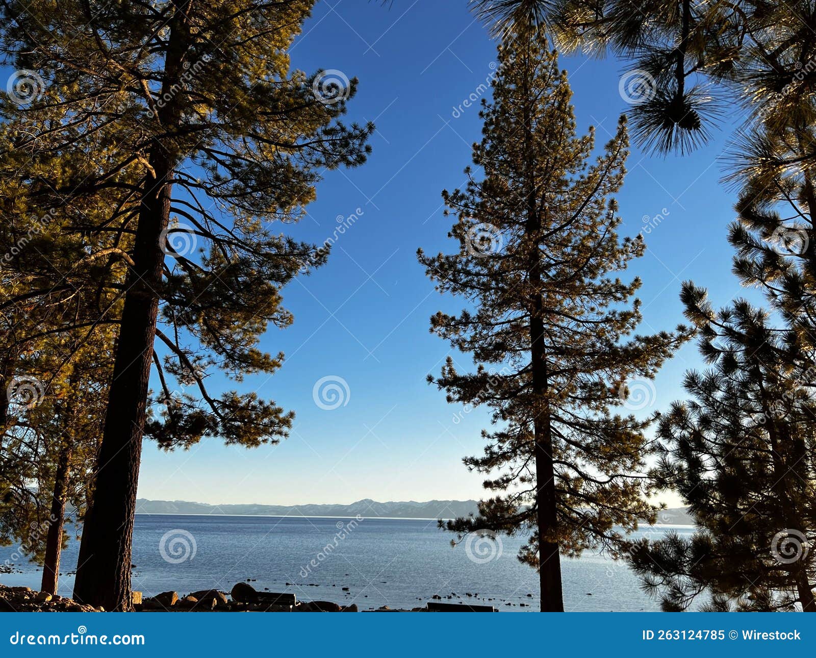 Beautiful View of Trees and Ocean in the Background Stock Image - Image ...