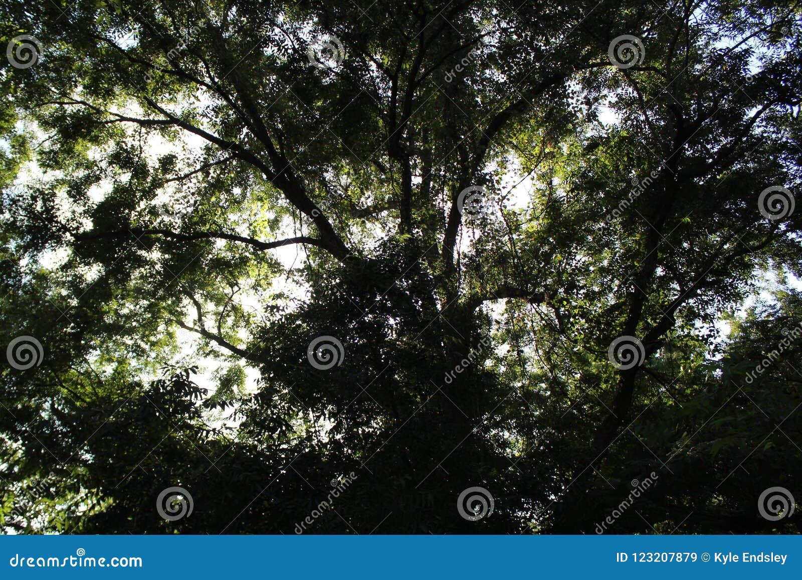 Beautiful View through the Trees Stock Image - Image of woods ...