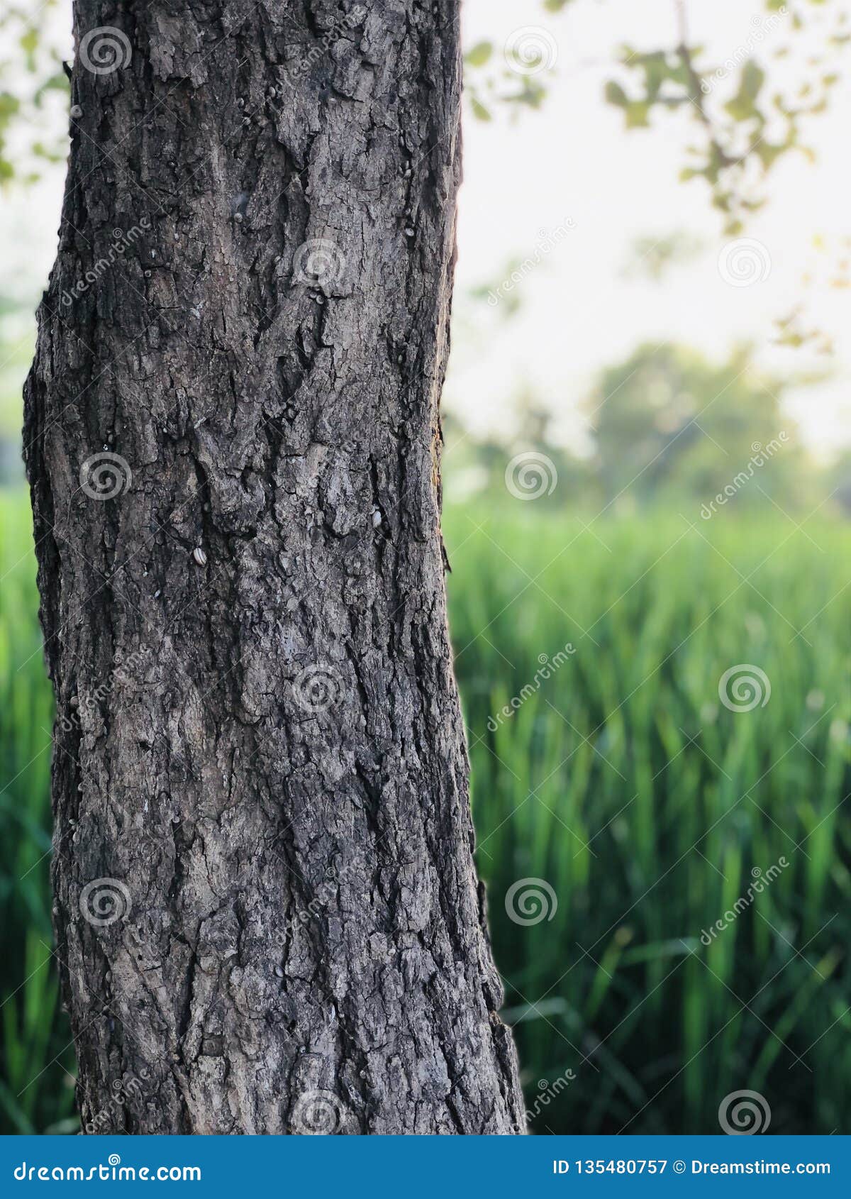 Beautiful View and Tress Pattern Stock Image - Image of grass, outdoors ...