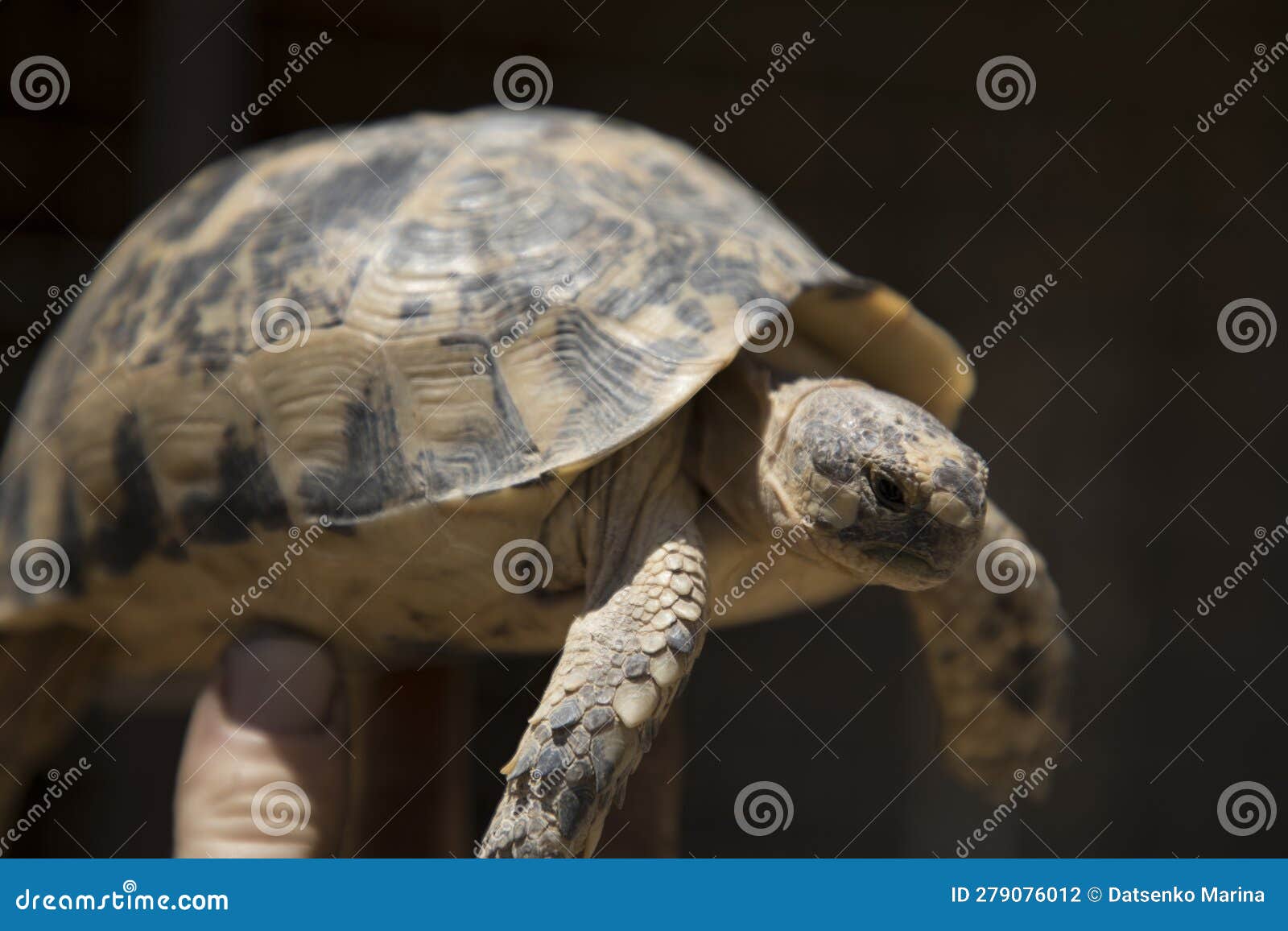 Beautiful view of a turtle stock photo. Image of reptile - 279076012